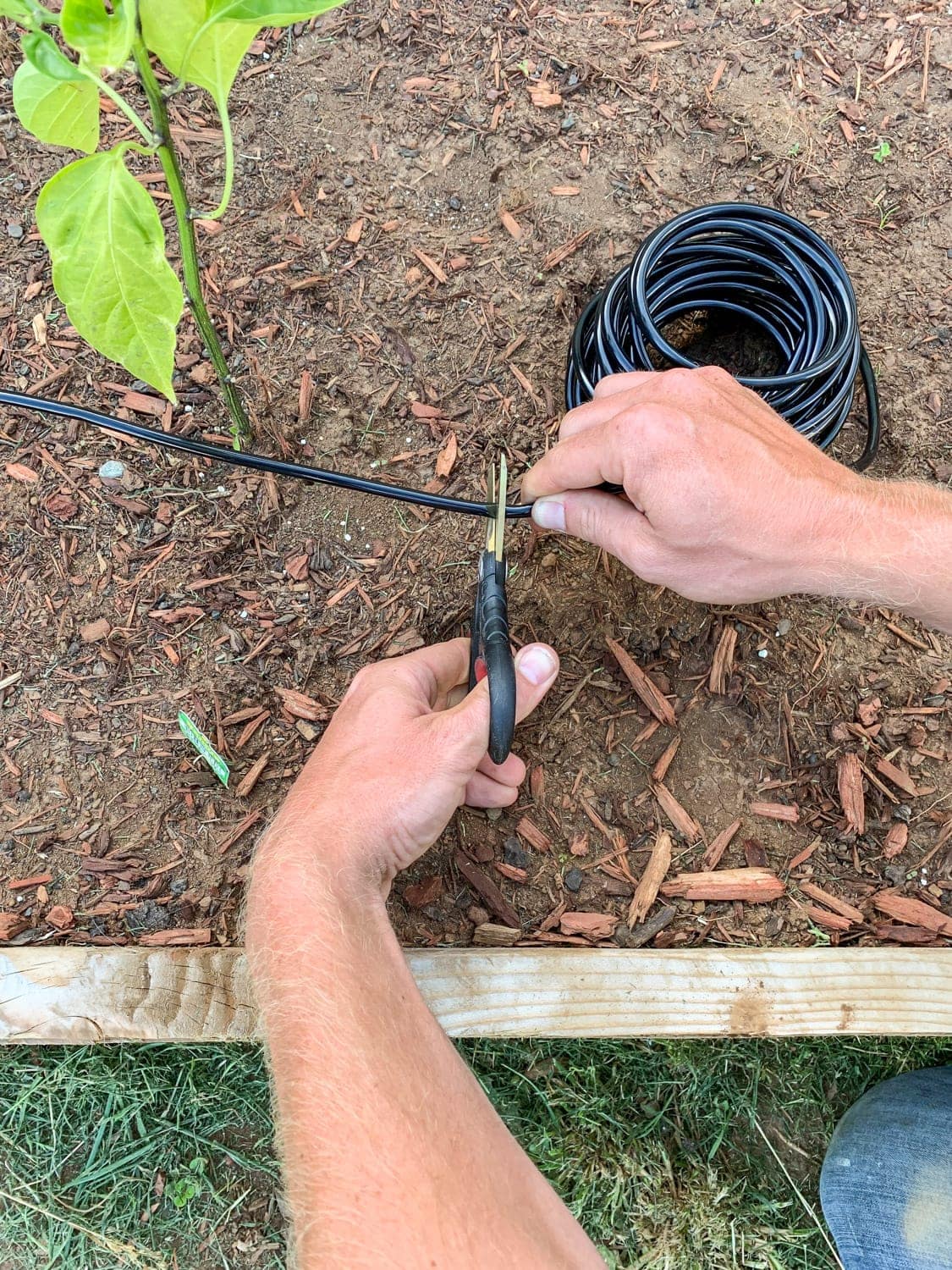 How To Install A Drip Irrigation System With Automatic Watering!
